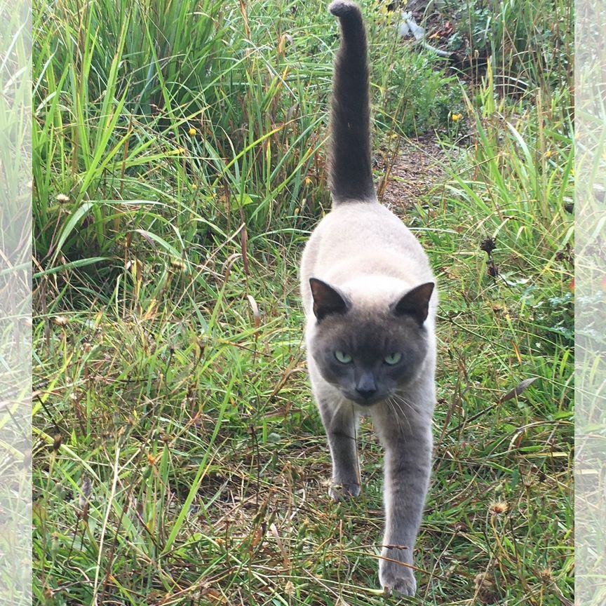 Коты тонкинез
