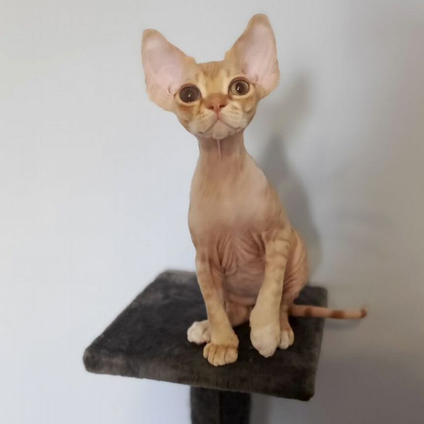 Девон-рекс котёнок