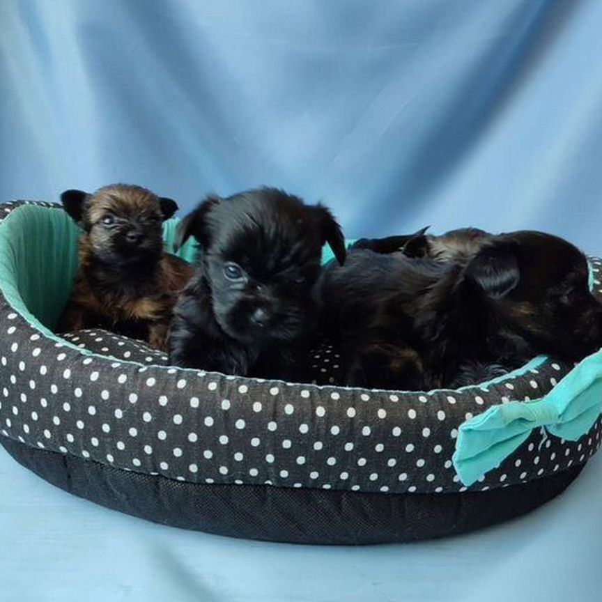 Йоркширский терьер, щенок