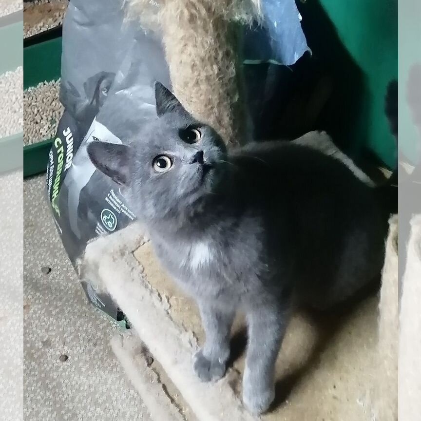 Котик в добрые руки