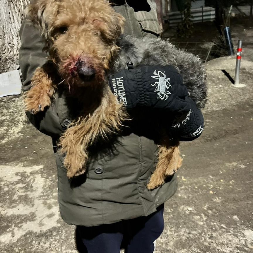 Найдена вельштерьер