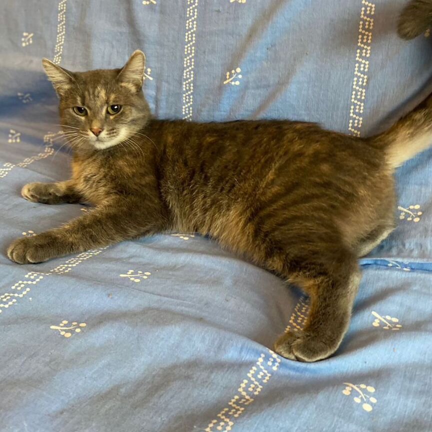 Кошечка в добрые руки