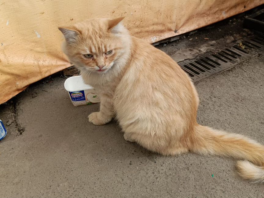 Кот на рынке Тренева