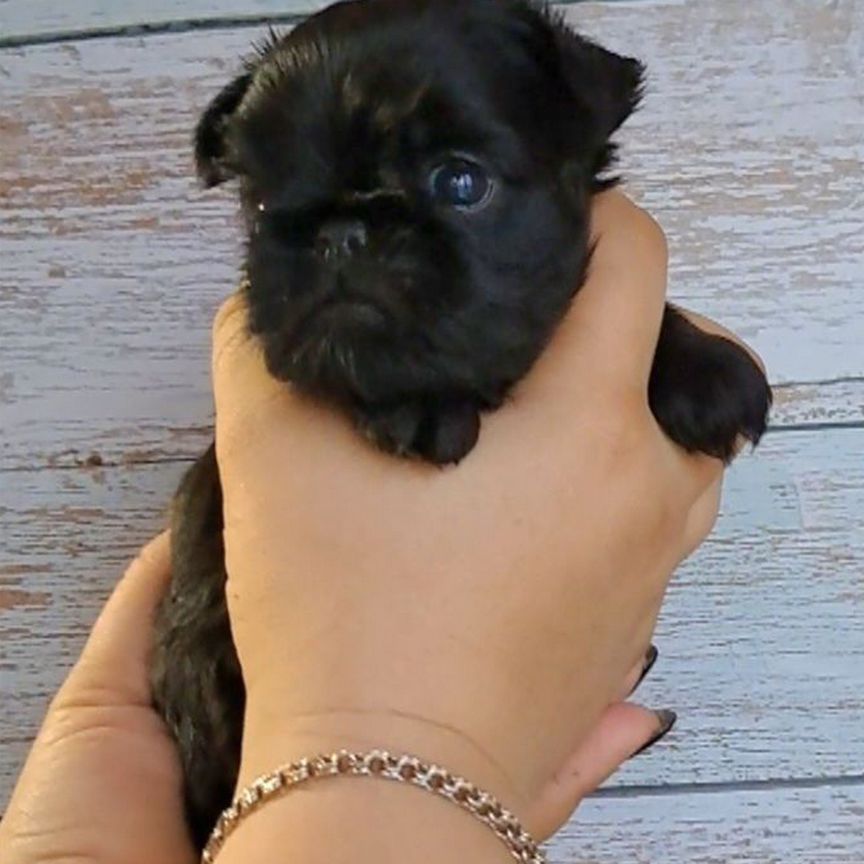 Бельгийский гриффон, кобель