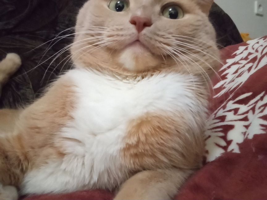 Примем в гости домашнюю кошечку