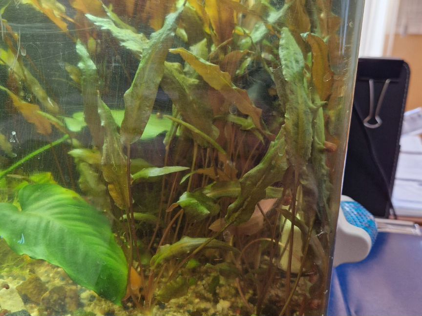 Аквариумное растение