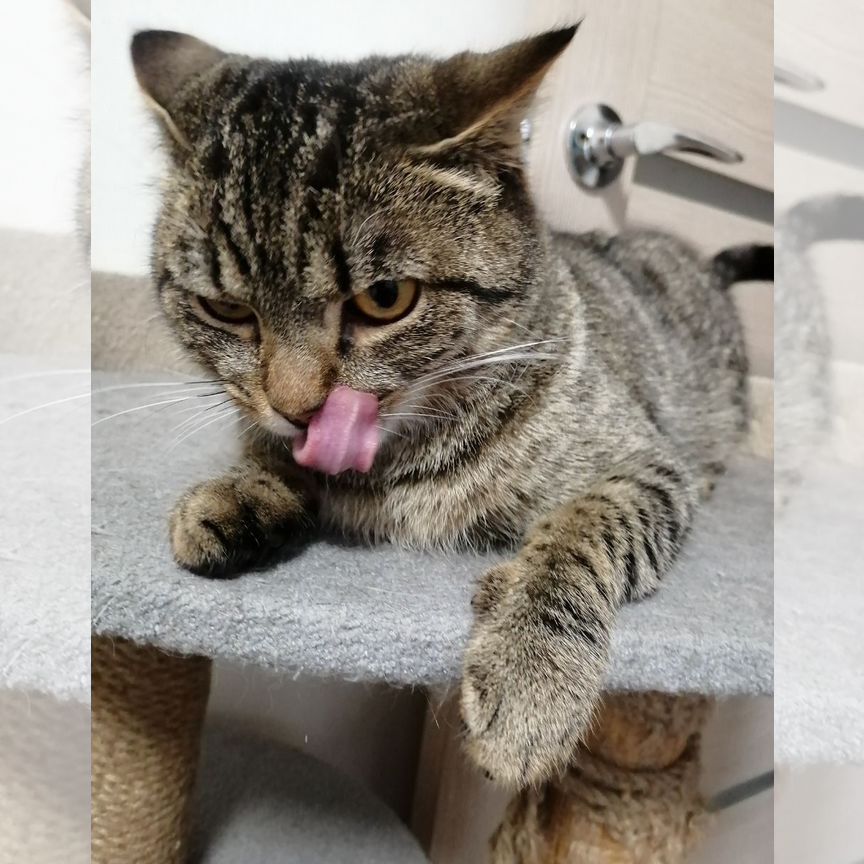 Взрослая, Девочка кошка в добрые руки