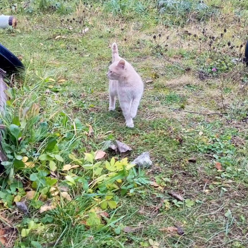 Котятки "дачные"