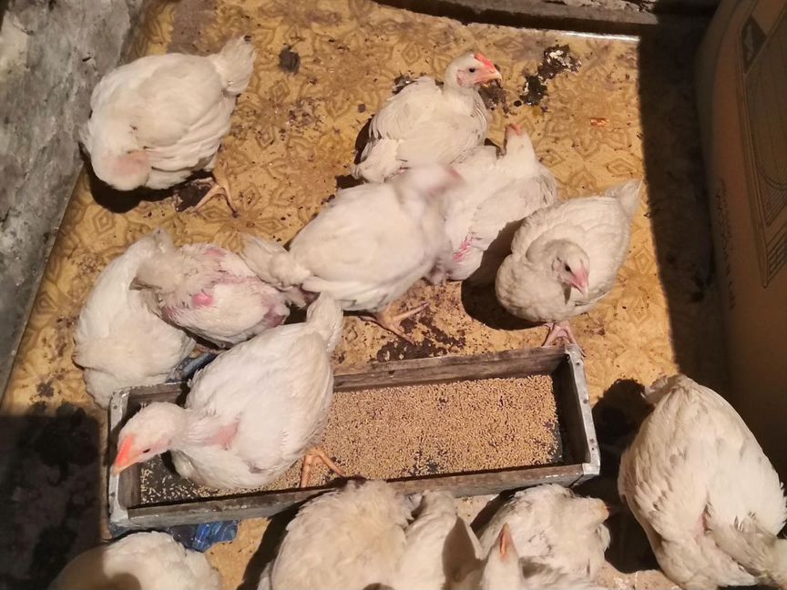 Цыплята бройлеры подрощенные