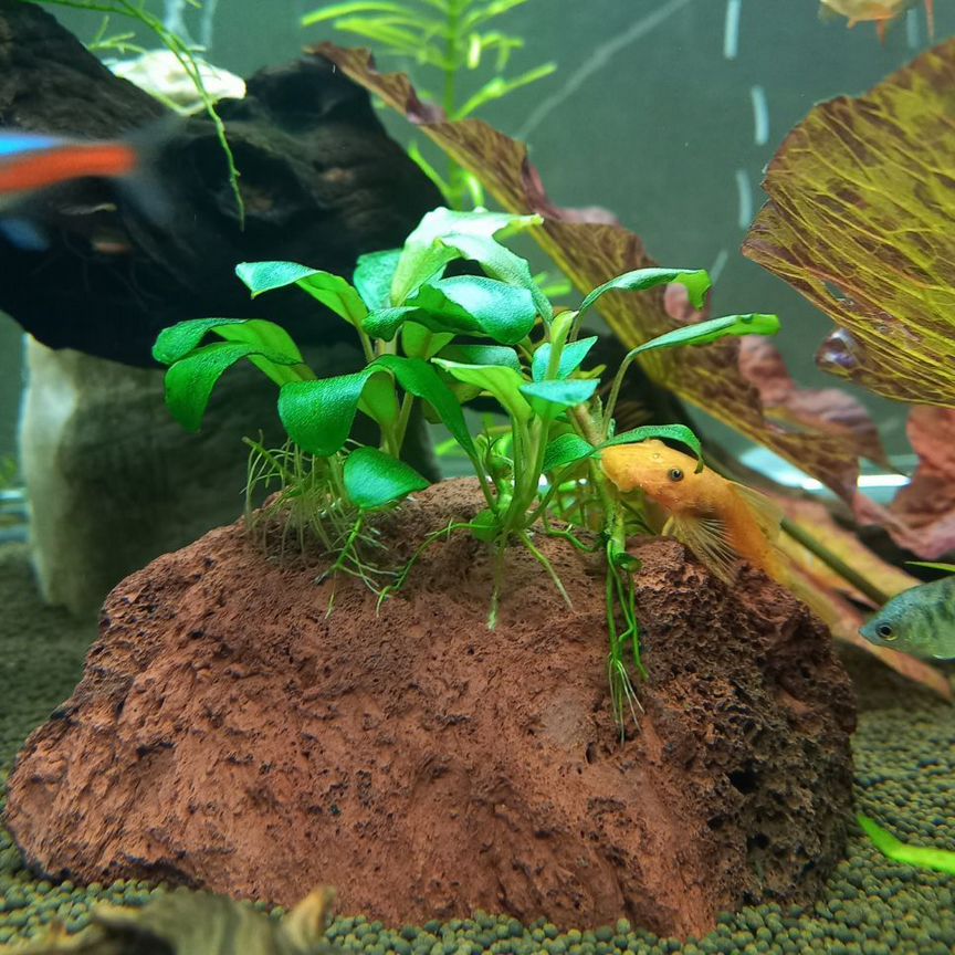 Буцефаландр на лаве морская ракушка нимфея