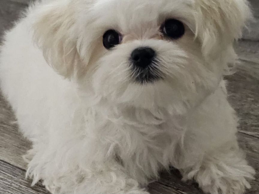 Мальтийская болонка