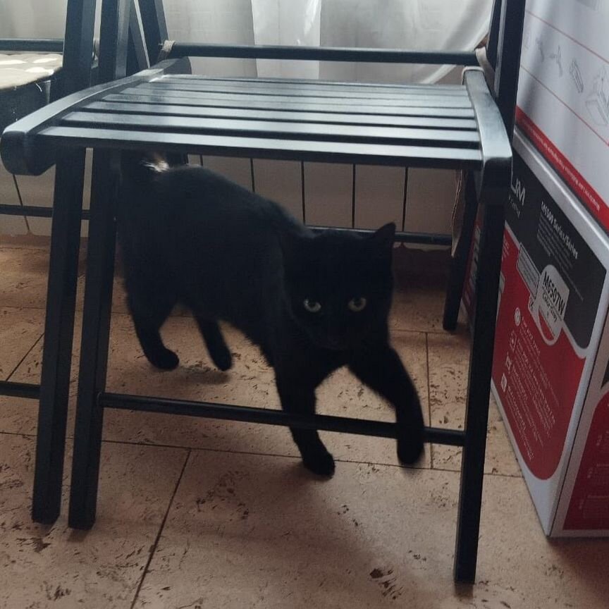 Кошка Келли ищет дом