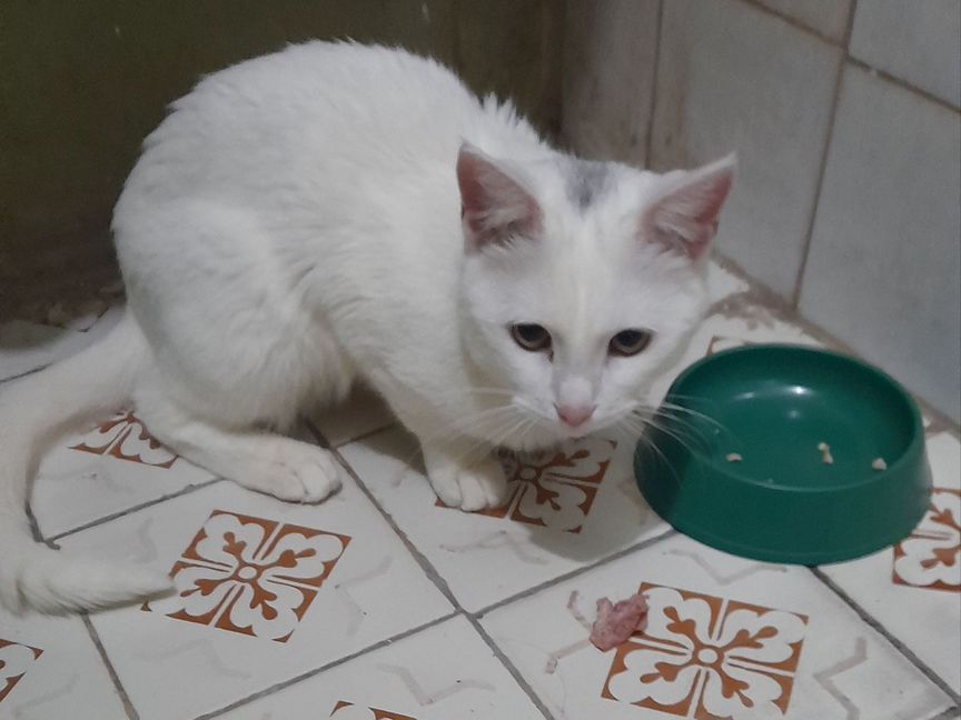 Лекс ищет дом