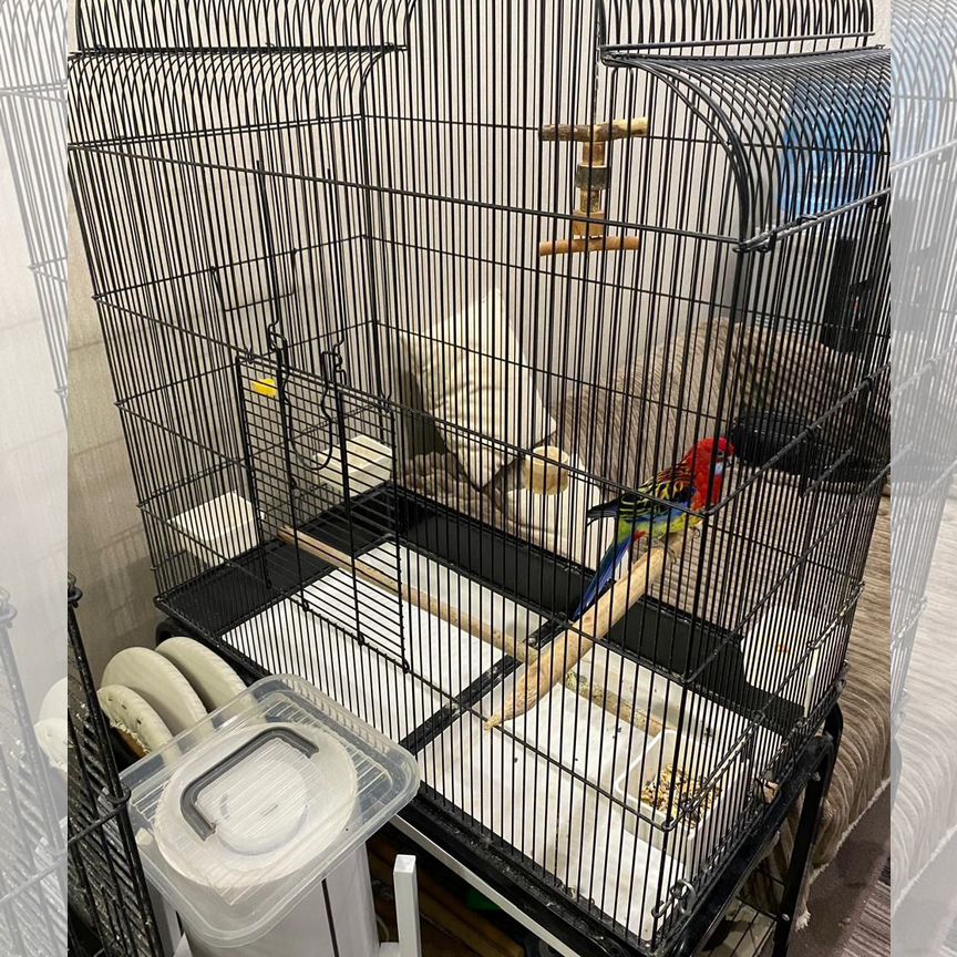 Попугай розелла,самец