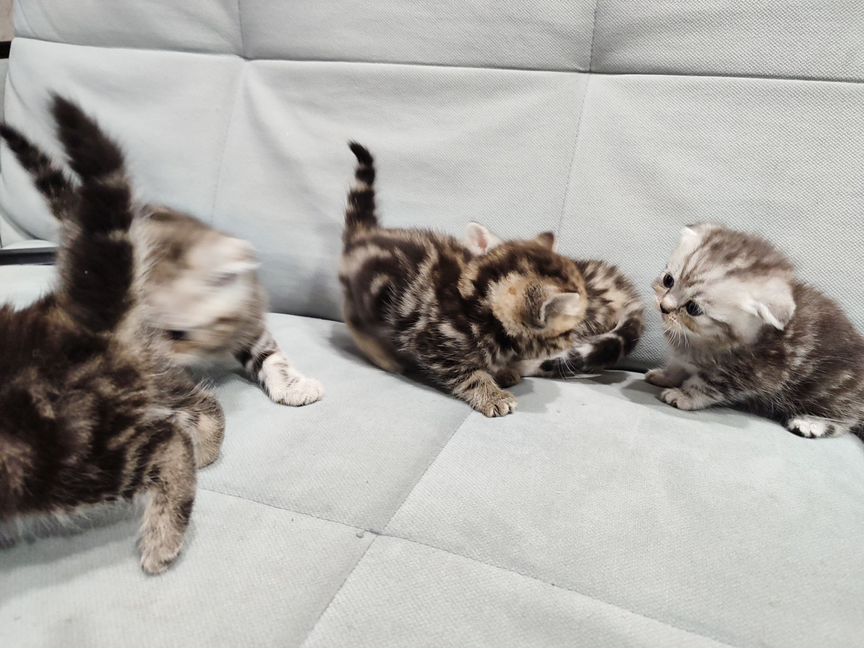 Котята