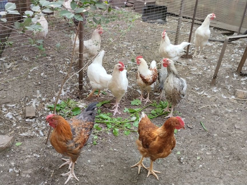 Петухи молодые