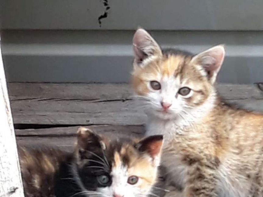 Кошки настройка заводская