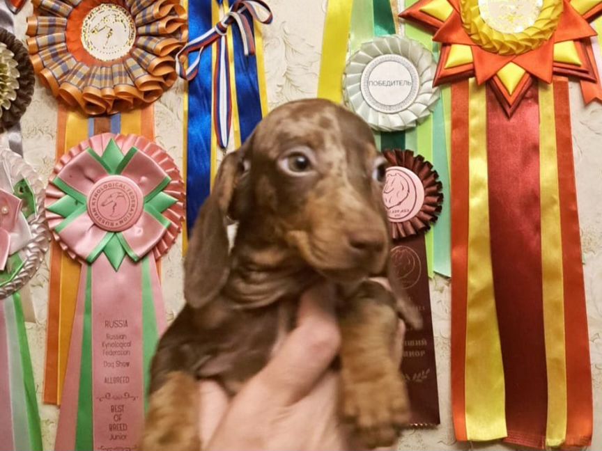 Такса кофейно мраморная