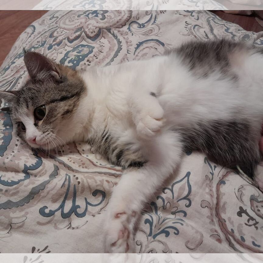 Котёнок в добрые руки