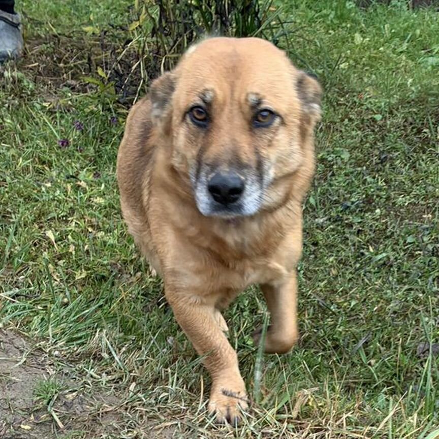 Взрослая собака в добрые руки