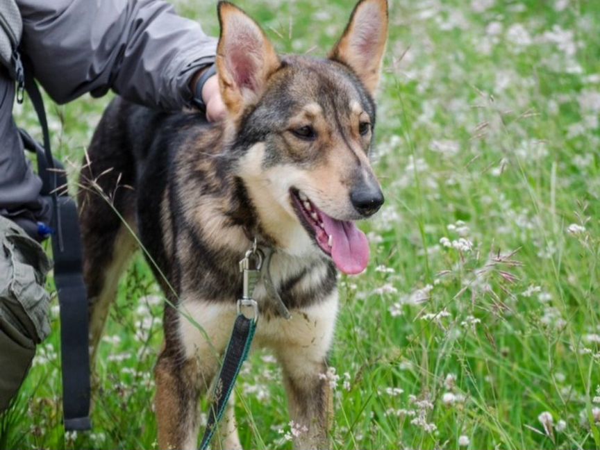 Собака в добрые руки