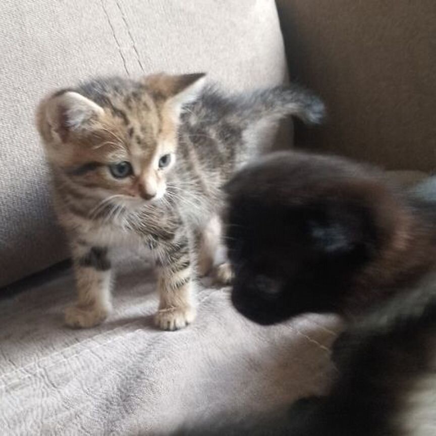 Отдам котят в добрые руки