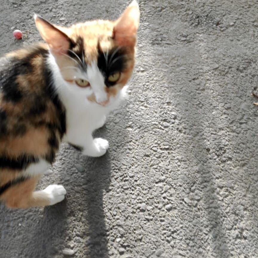 Котята, заряженные на успех