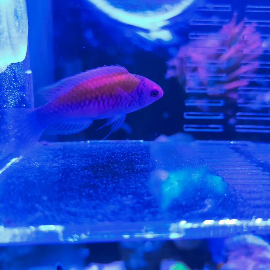 Губан-фея огненная вспышка