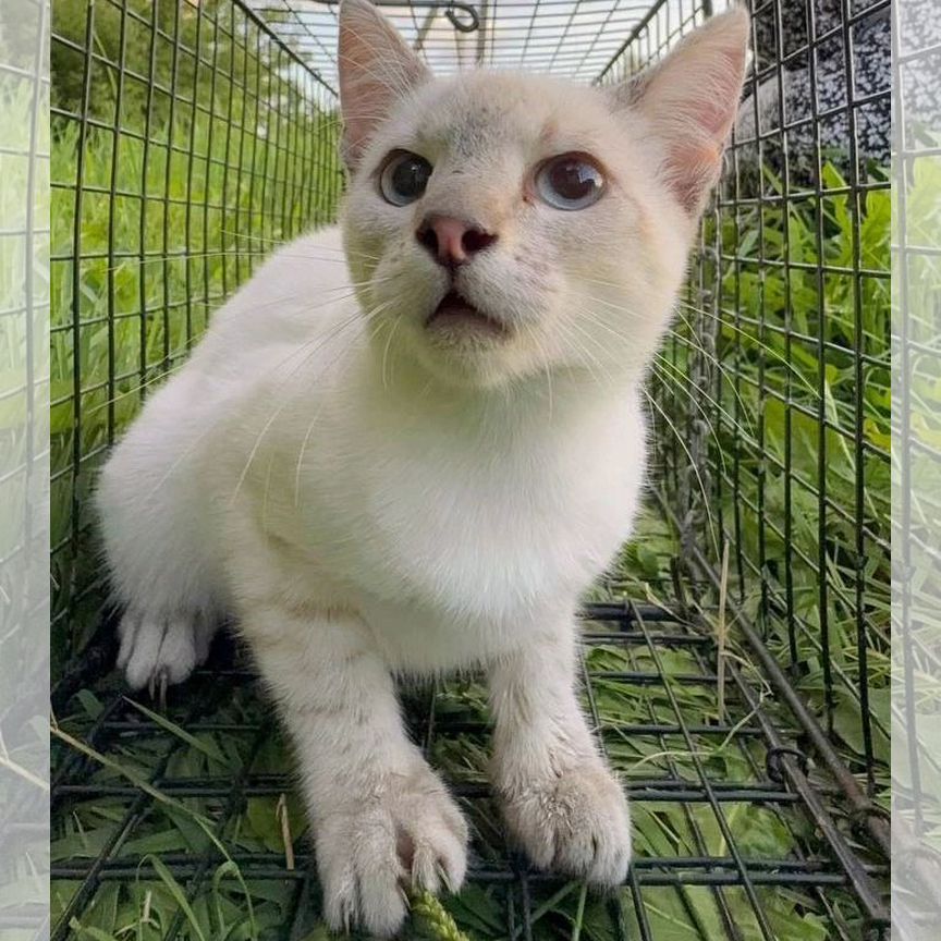 Красивый котенок