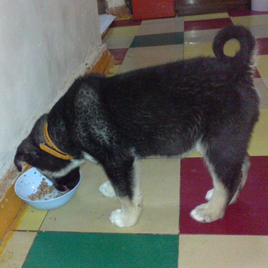 Щенок от частного владельца