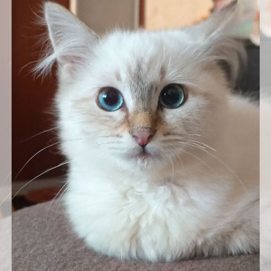 Сибирский котик