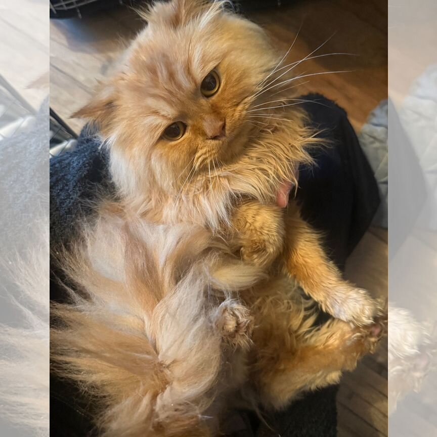 Взрослый кот в добрые руки