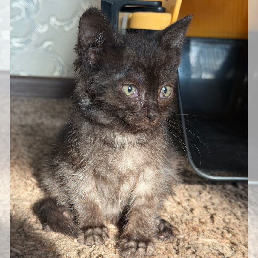 Котёнок в добрые руки