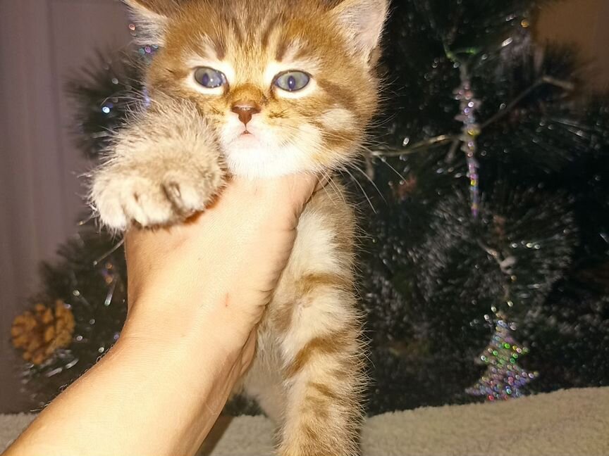 Котята