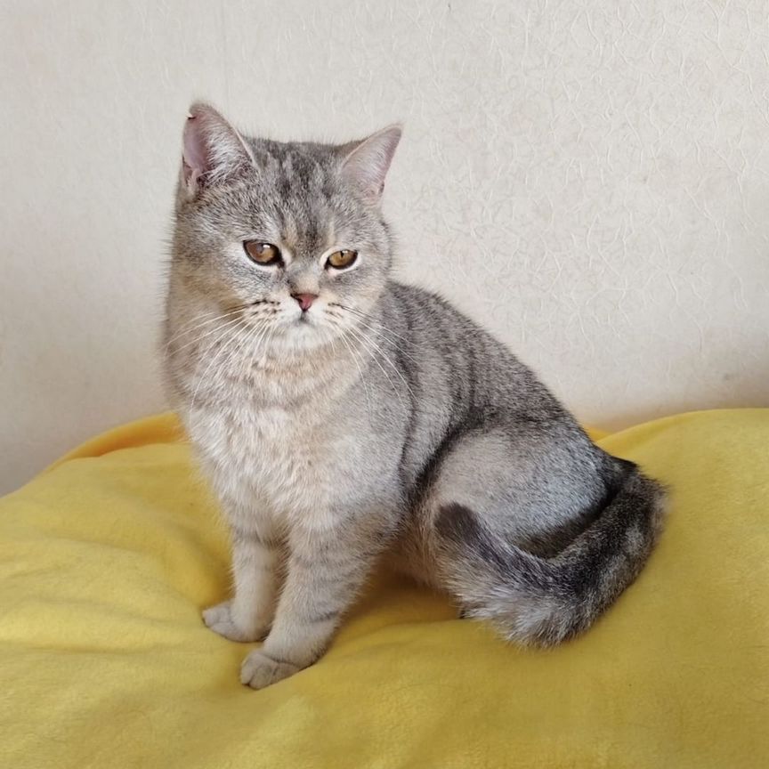 Серебристая шиншилла