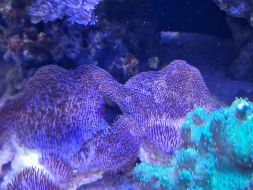 Коралл саркофитон фраги (3 шт, размеры 10-12 см)