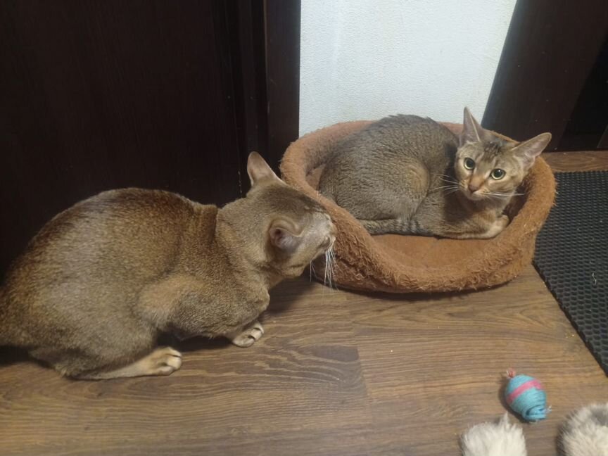 Котята чауси F4. Бронь