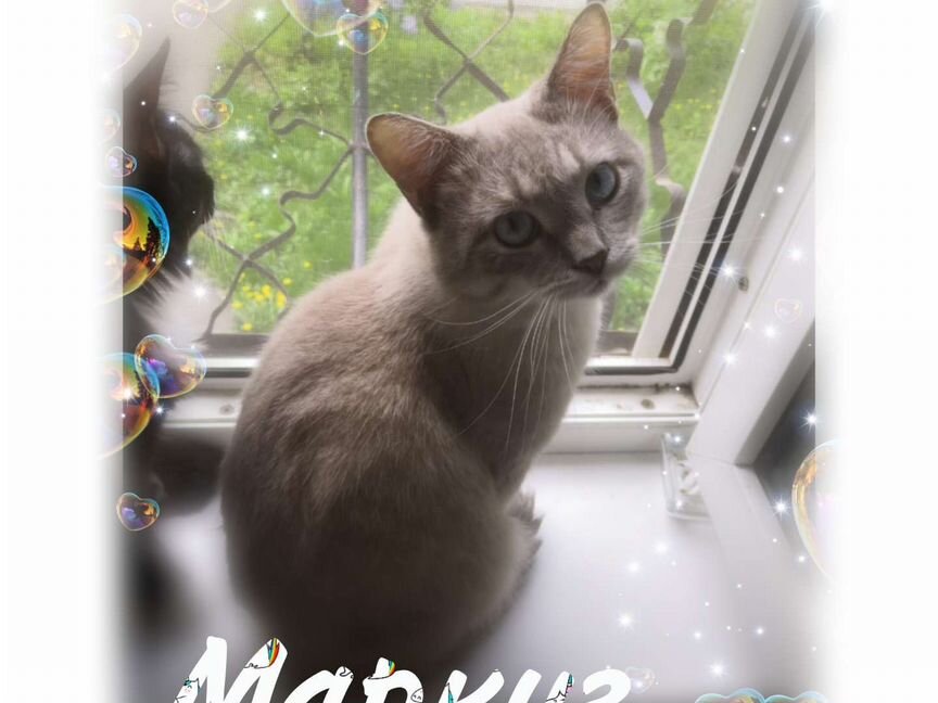 Кошки в добрые руки