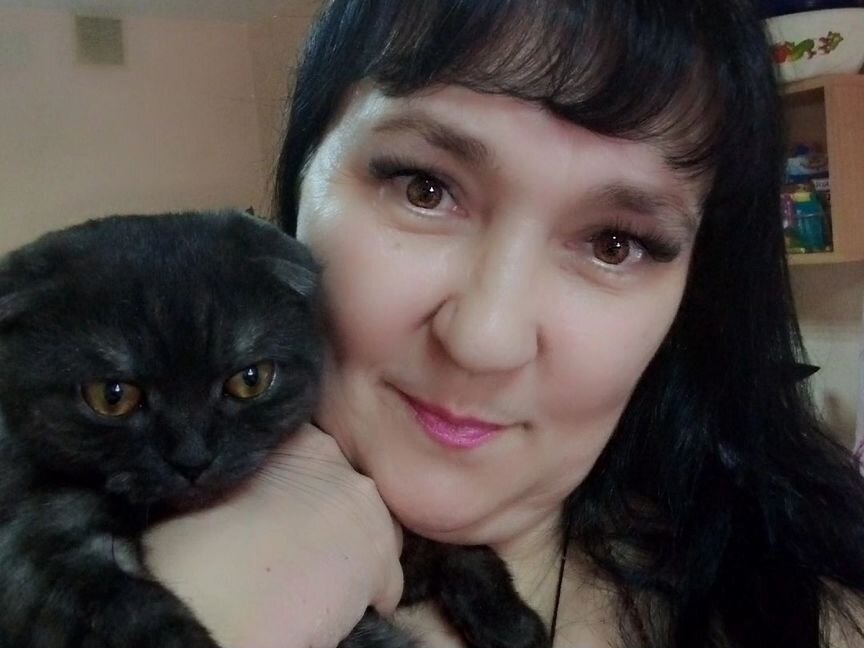 Шотландская вислоухая кошка черная