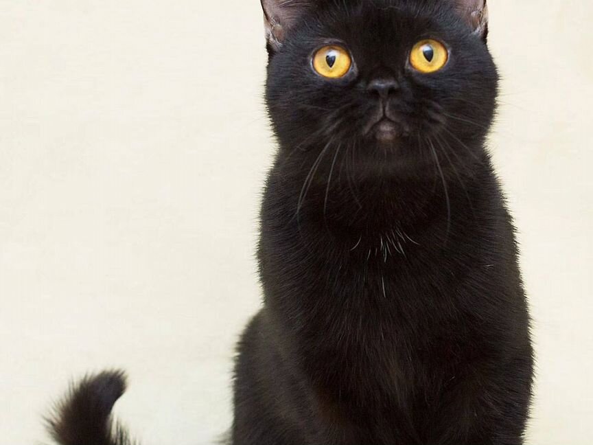 Красавица кошка