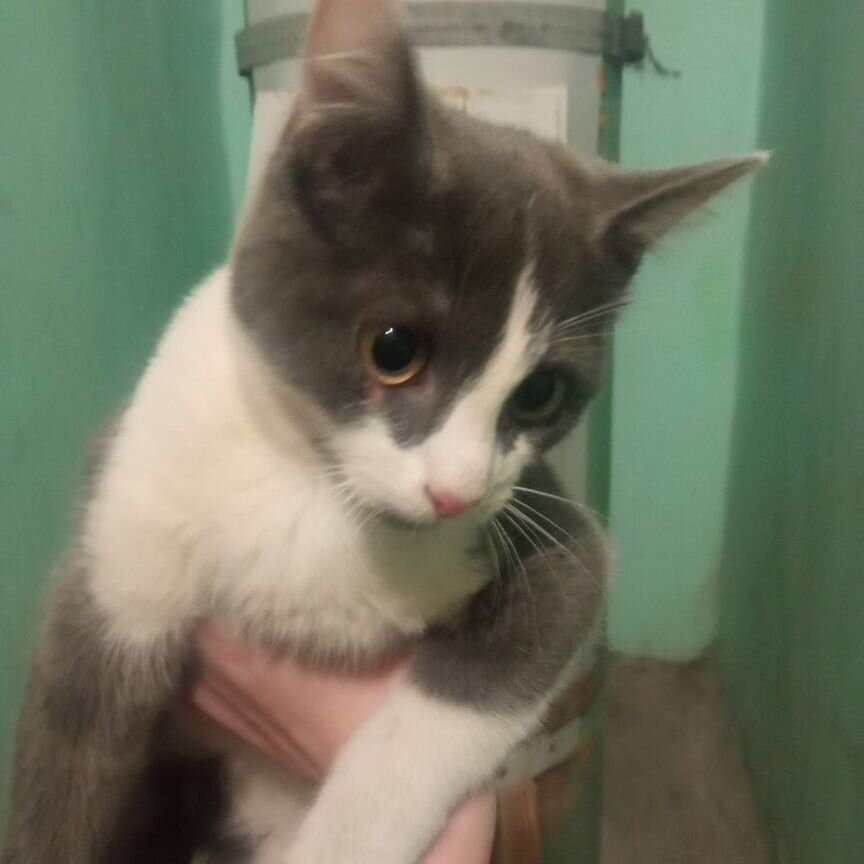 Котёнок в подъезде