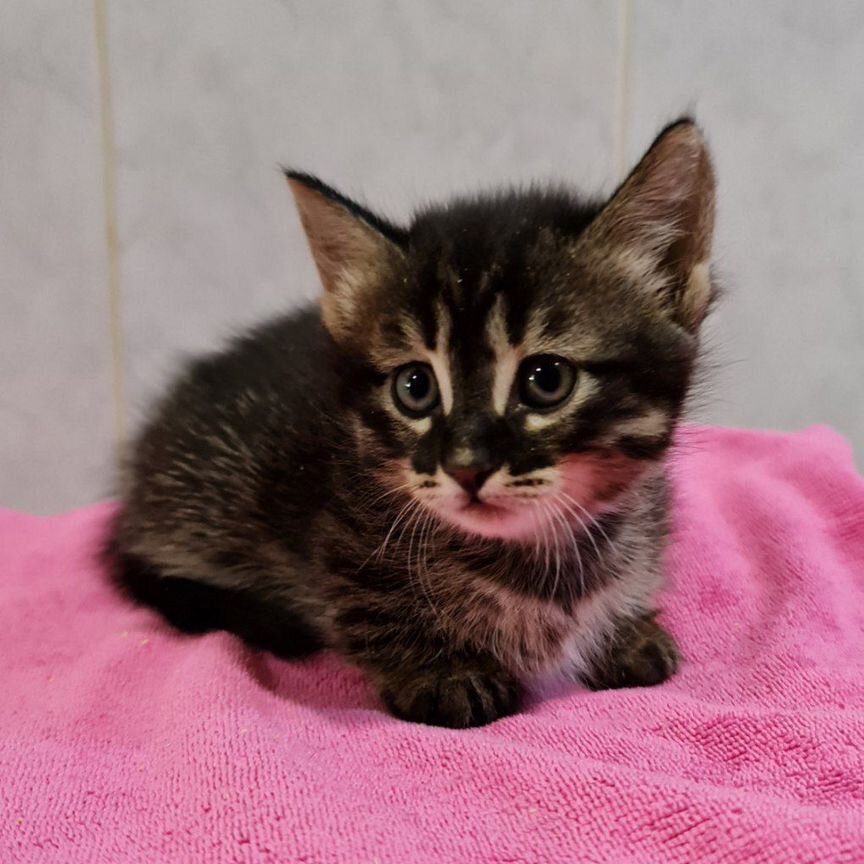 Коротколапые мурлыки