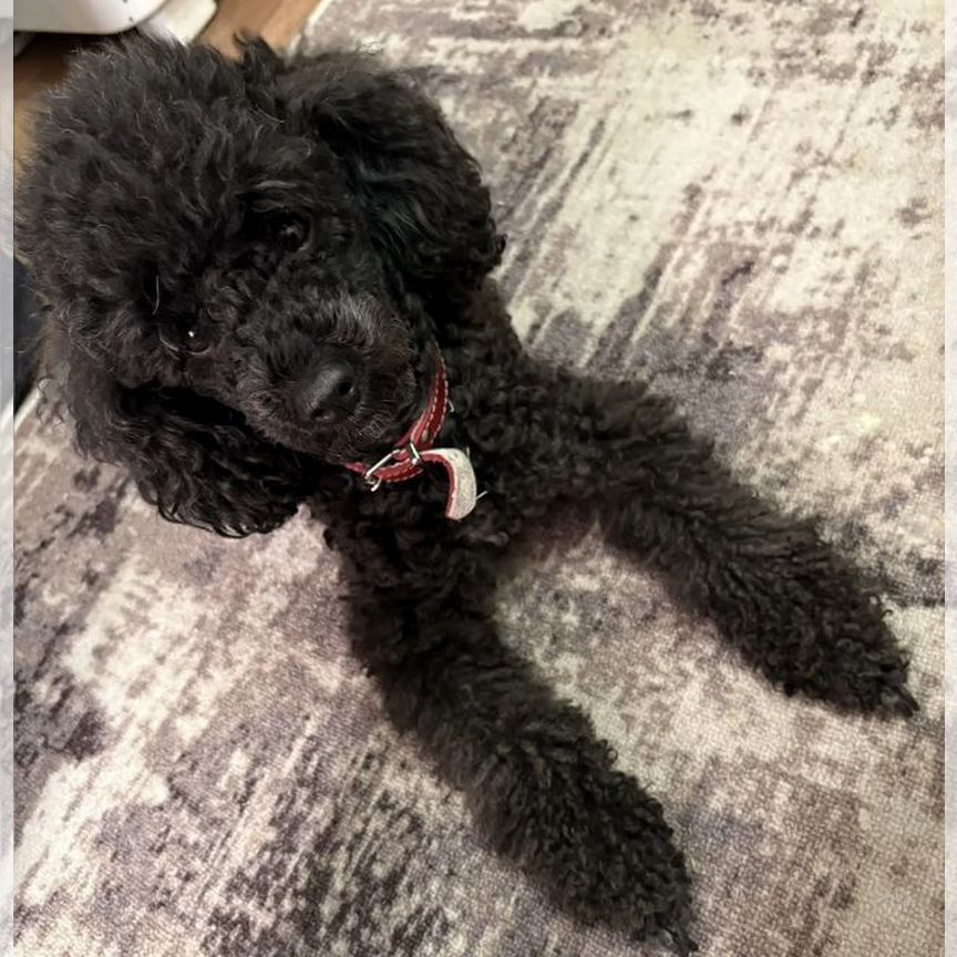 Карликовый пудель, взрослая собака