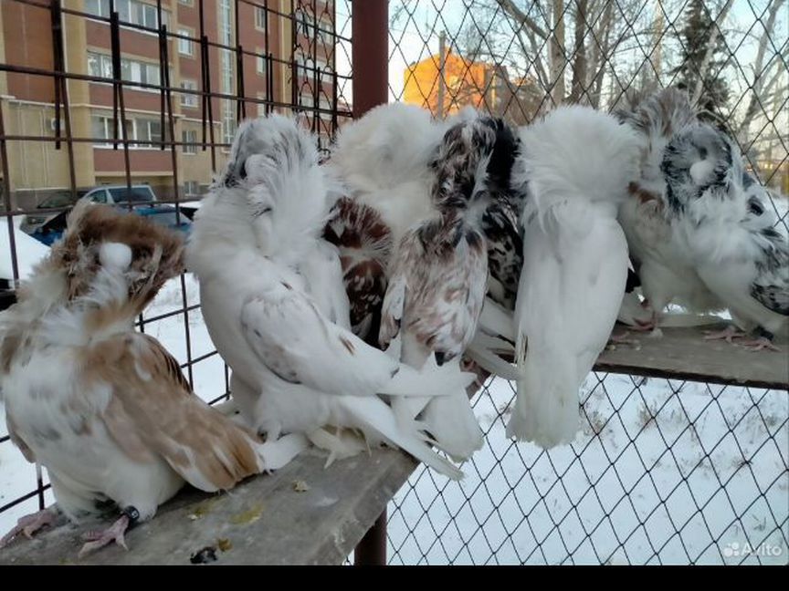 Купл.ю голуби якобинцы