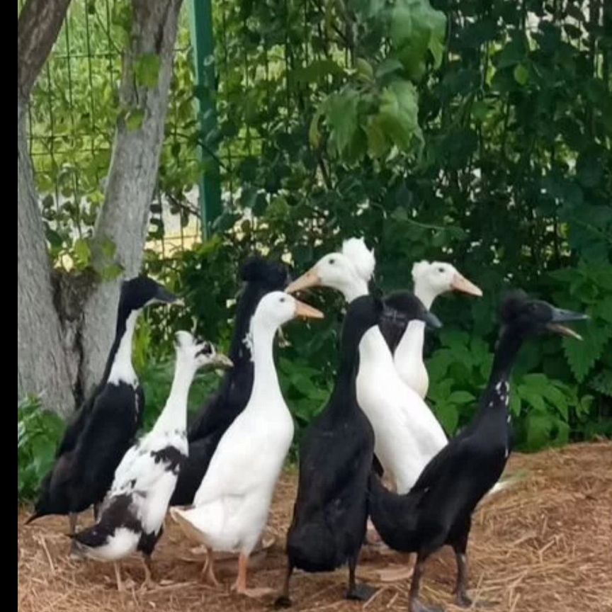 Инкубационное яйцо утки индийский бегунок