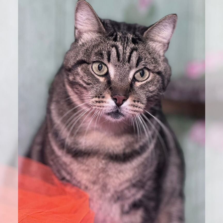 Жан. Кот из приюта в добрые руки