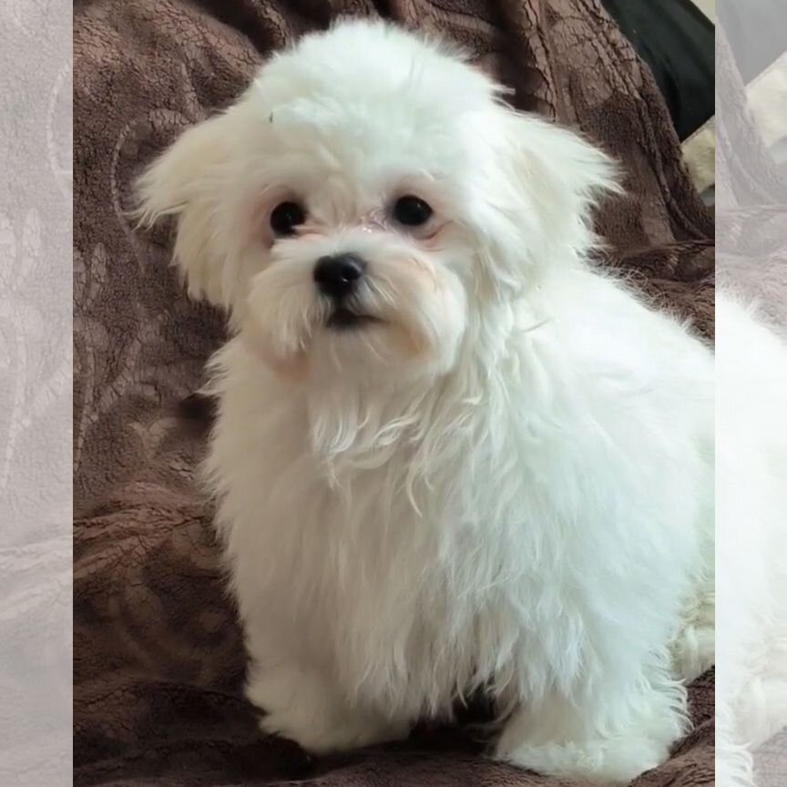 Мальтийская болонка, щенок