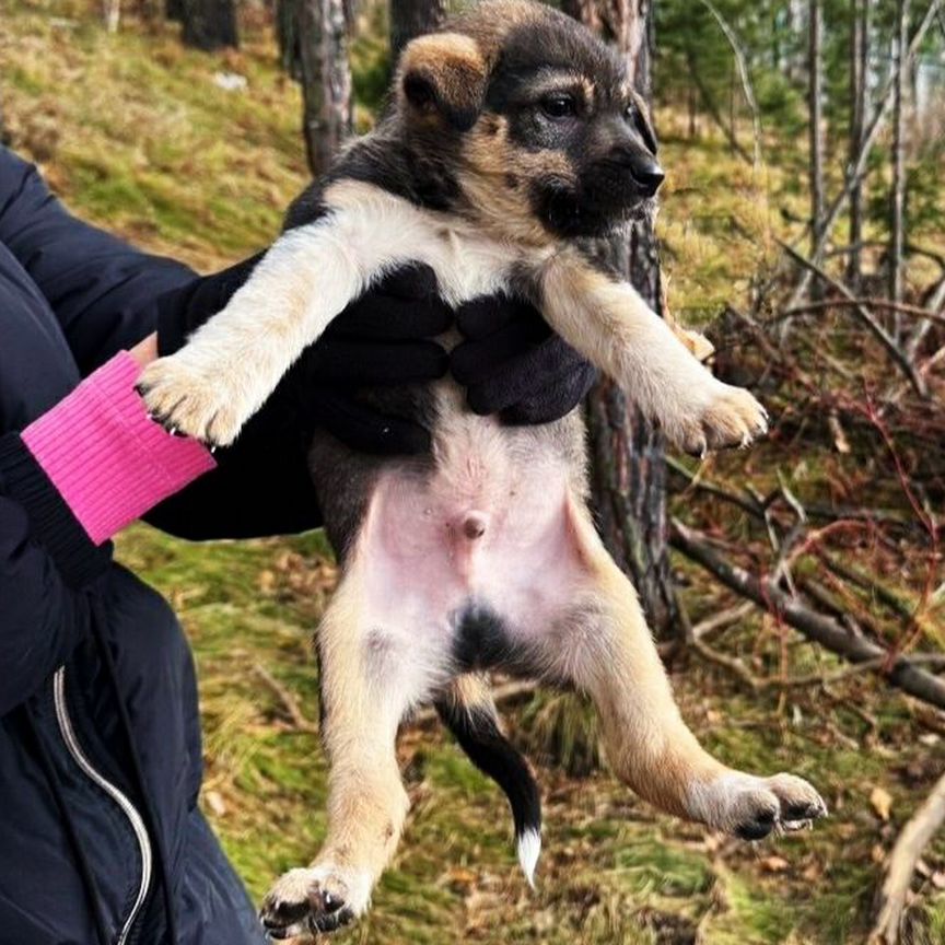 Щенок в добрые руки