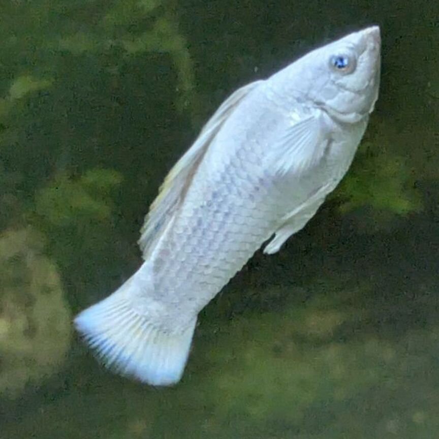 Молинезии платина