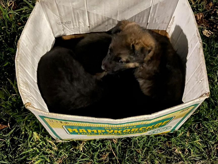 Выброшены в коробке